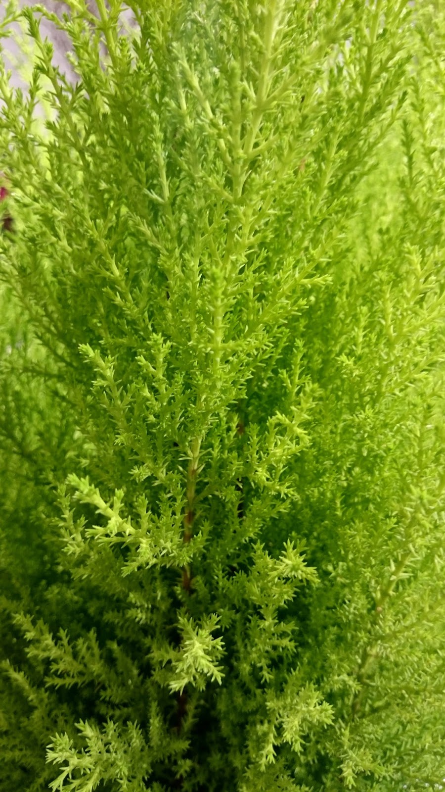 Adventskalender: 12. Så går vi rundt om en...sypress?