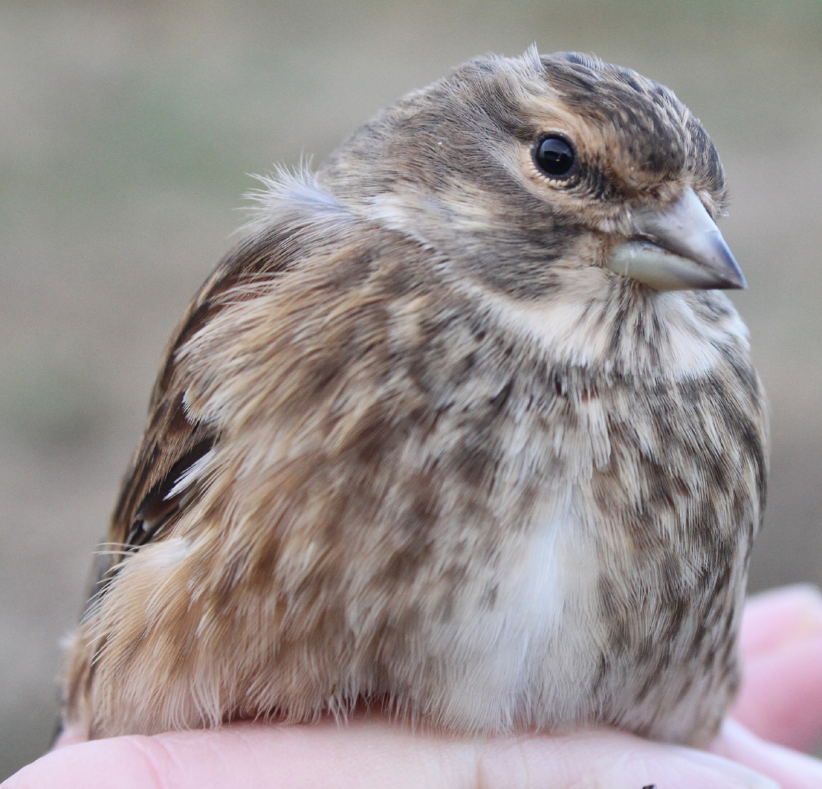 Another Bird Blog: Mostly Linnets
