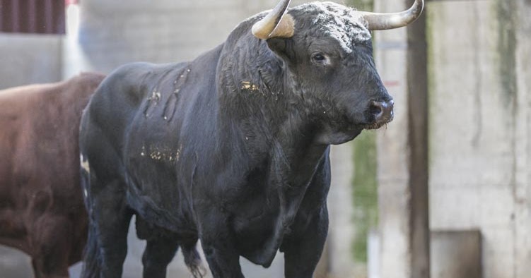 TRAPÍO TOROS: "BOLAS DE BILLAR"