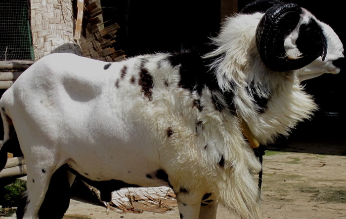 5 Jenis Domba dan Kambing yang Bagus untuk Diternak - Peternak Ayam ...