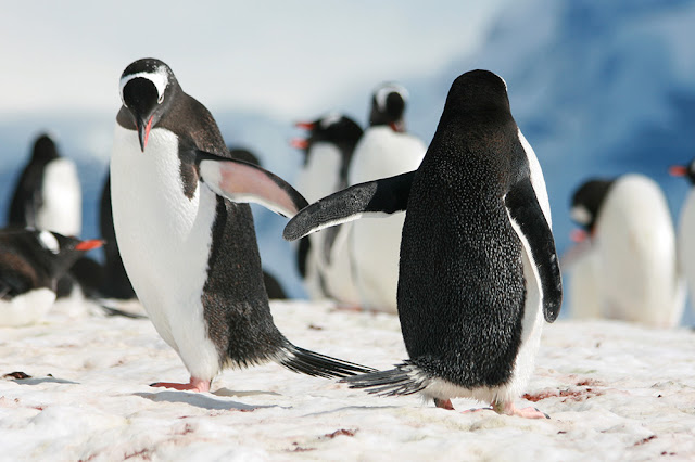Sphenisciformes | Tentang Penguin dan Fakta Fakta Menariknya | E-Mading ...