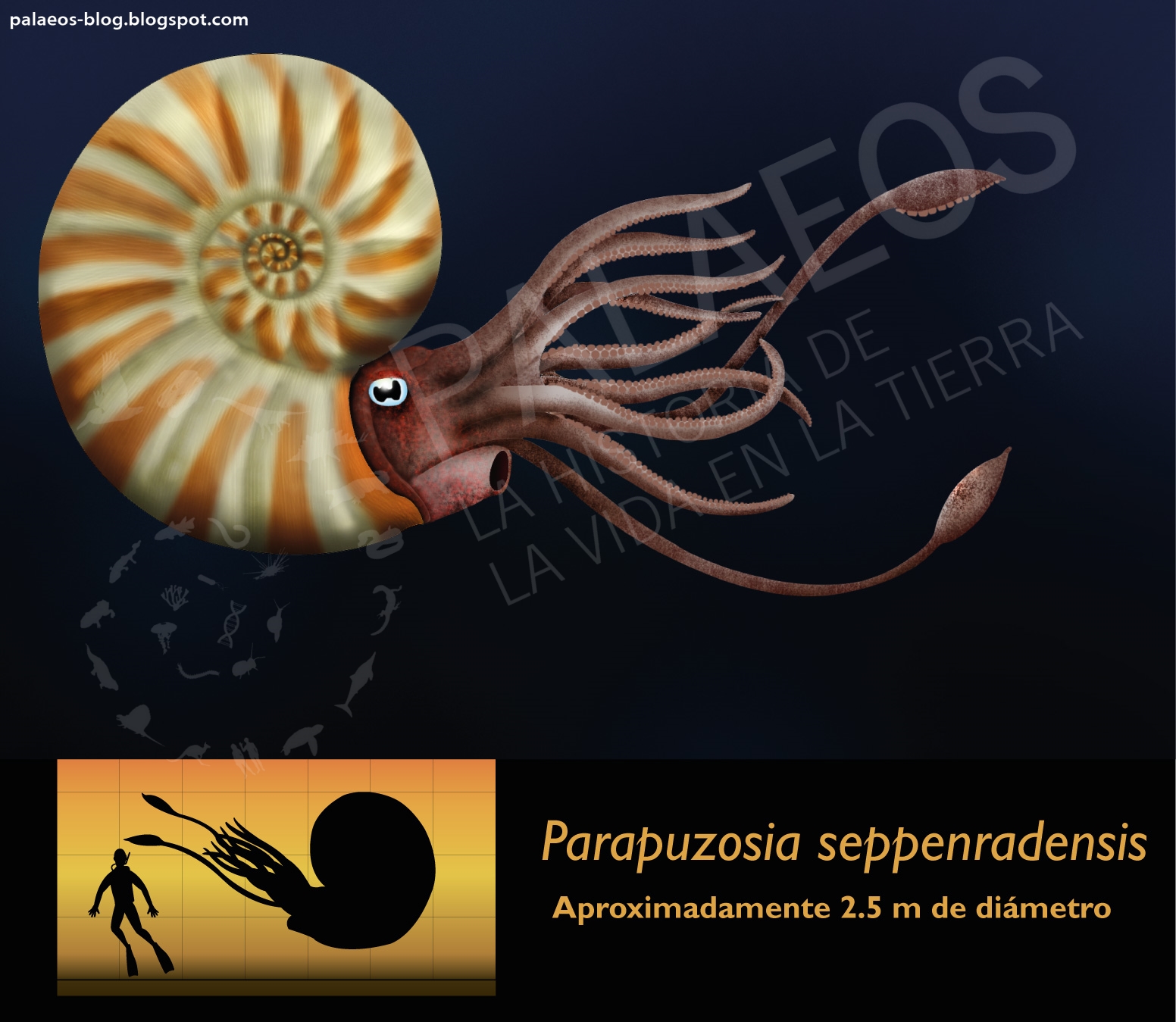 Palaeos, la historia de la Vida en la Tierra: PALEOFICHA: Parapuzosia ...