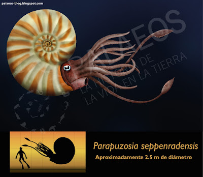 Palaeos, la historia de la Vida en la Tierra: PALEOFICHA: Parapuzosia ...