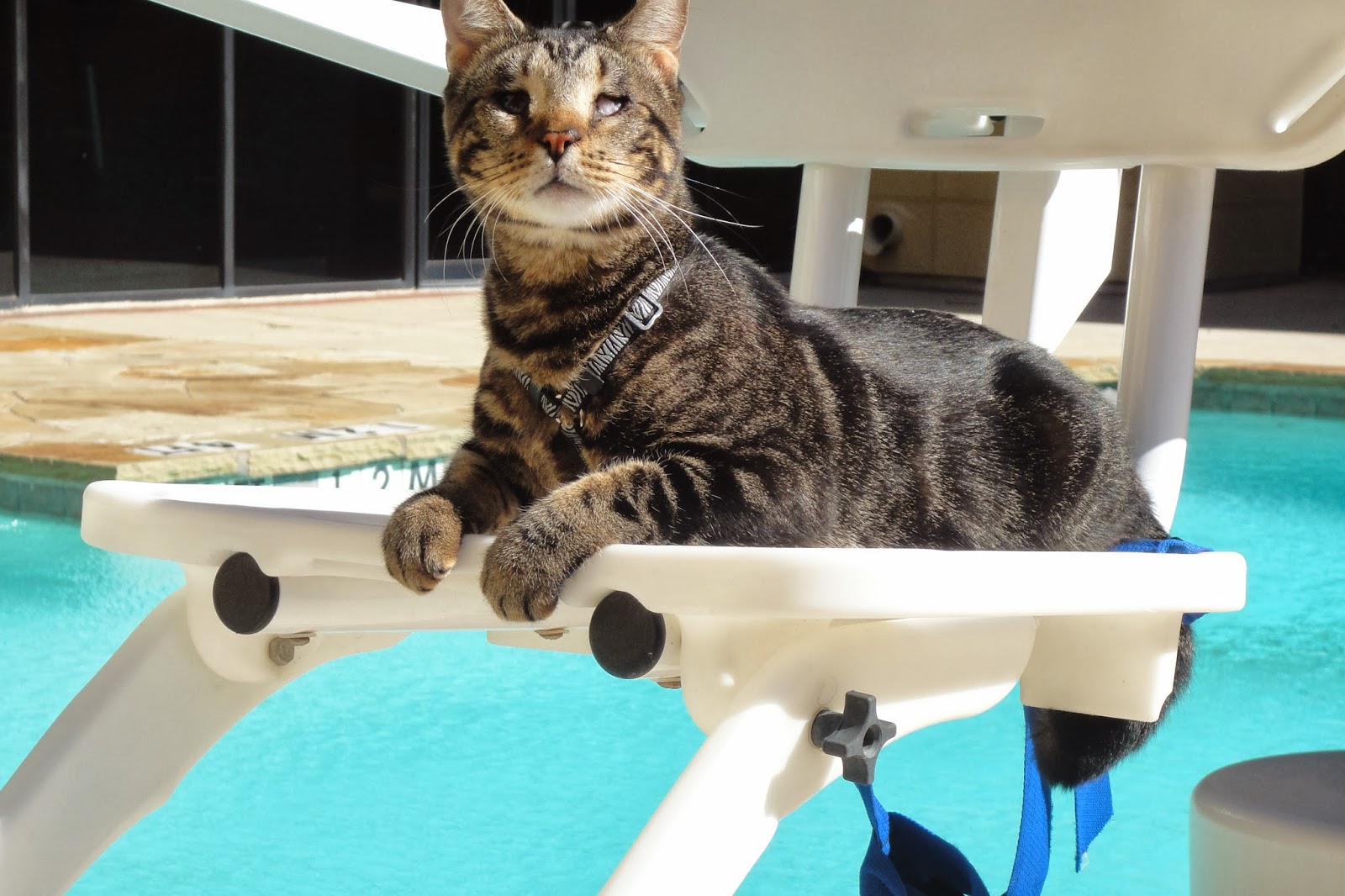 Riverfront Cats, Downtown Miami: Cat Women Claw their Way to Dallas