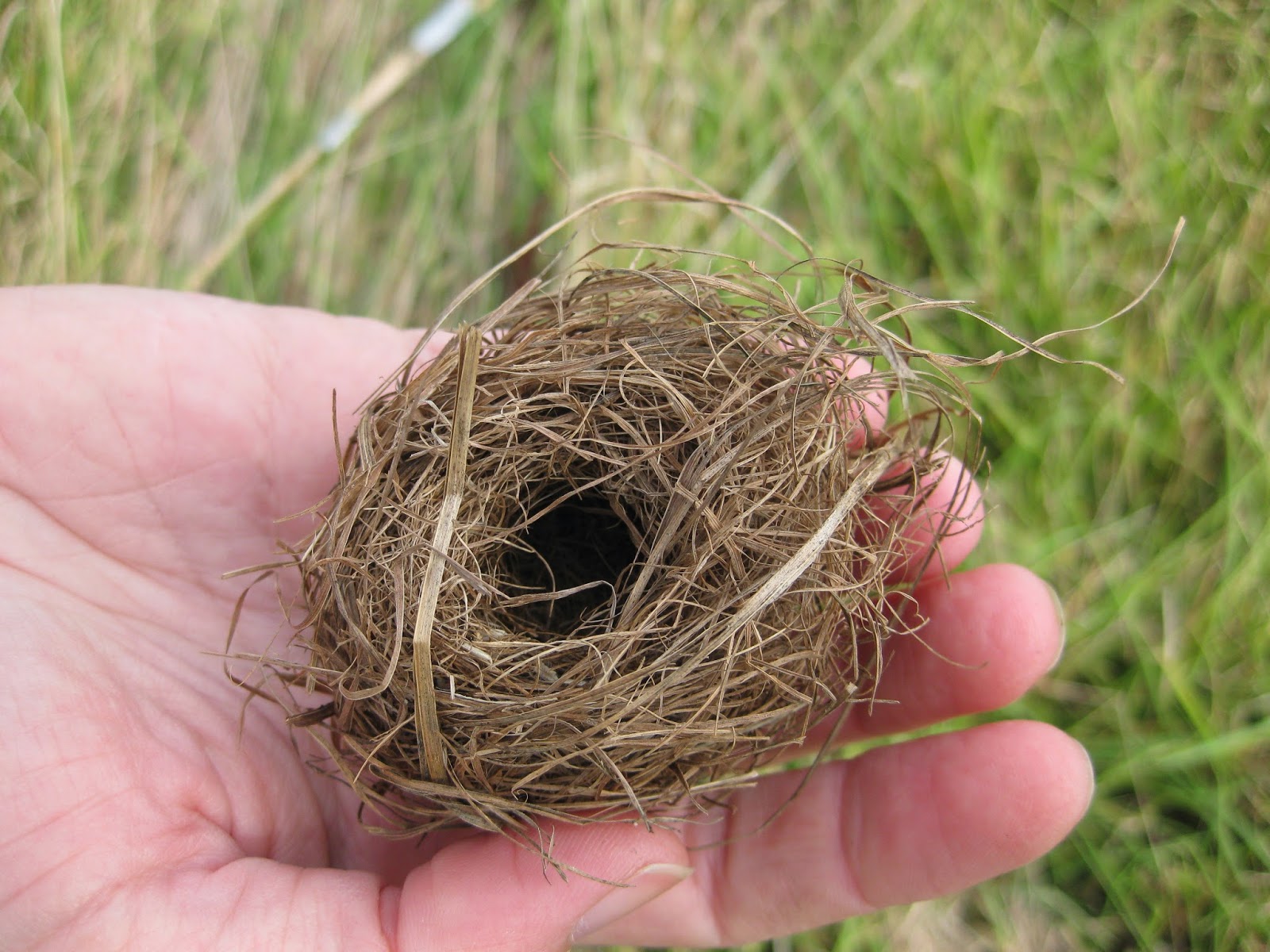 Harvest Mouse Nest