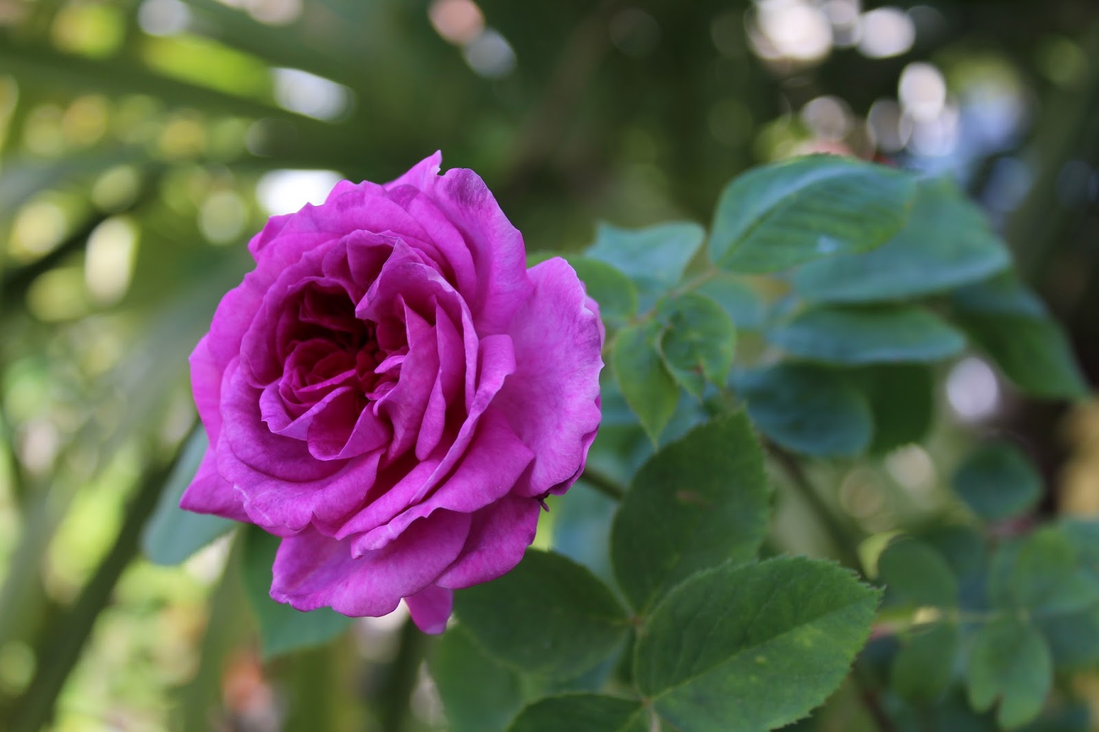 Promesse de roses: First roses 2017