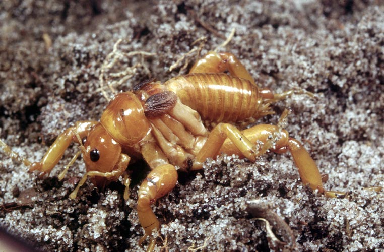 Cooloola monster - Alchetron, The Free Social Encyclopedia