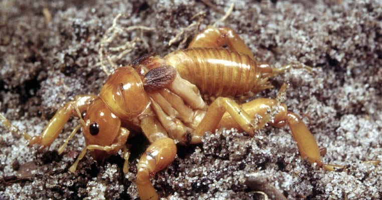 Real Monstrosities: Cooloola Monster