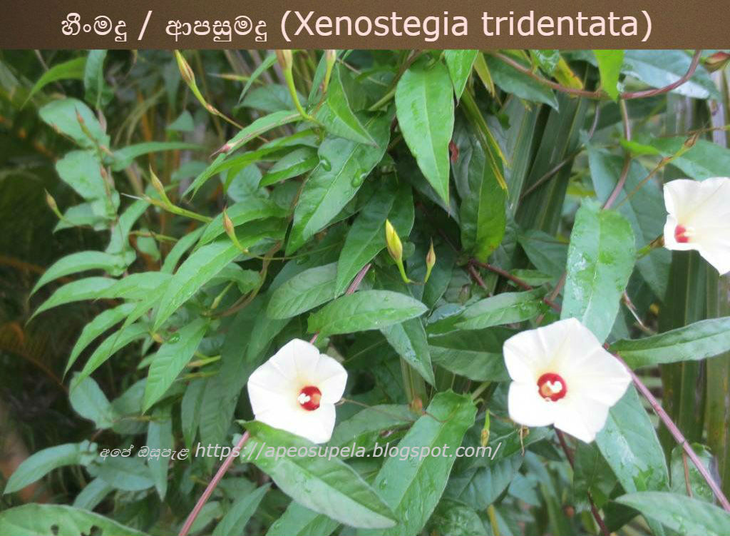 අපේ ඔසුපැළ Medicinal Plants of Sri Lanka