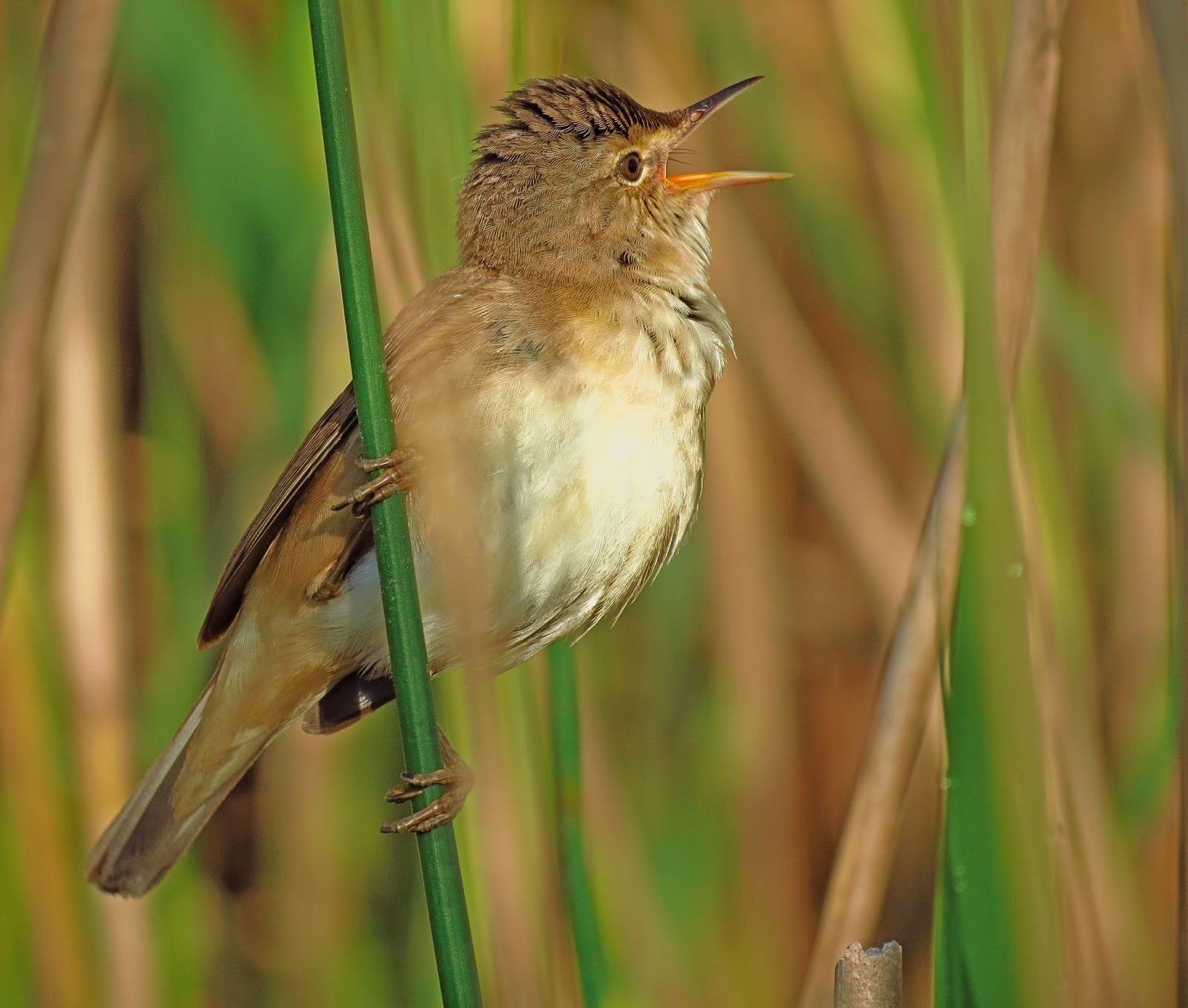 Hedgeland Tales: Reed Warbler