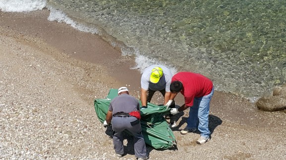 ΣΟΚ ΣΕ ΠΑΡΑΛΙΑ ΤΗΣ ΠΑΤΡΑΣ: ΒΡΗΚΑΝ ΔΕΛΦΙΝΙ ΔΕΜΕΝΟ ΜΕ ΣΧΟΙΝΙ ΣΕ ...
