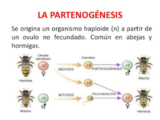 La partenogénesis
