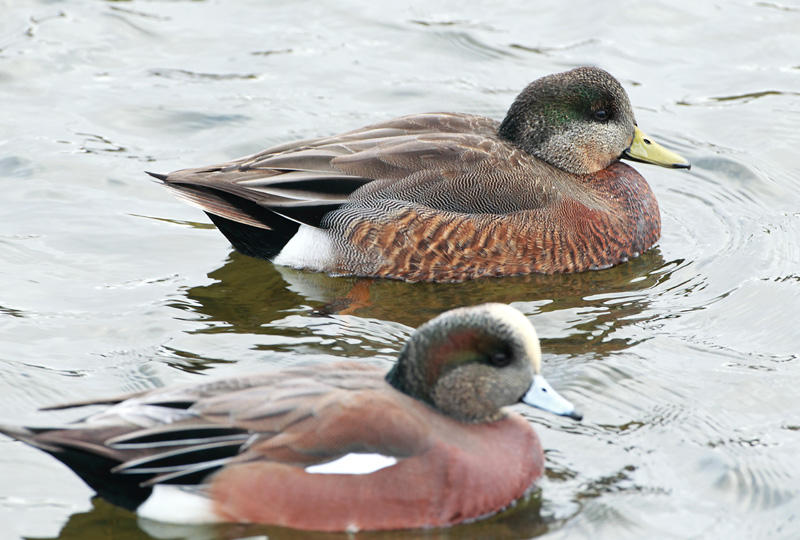 The Bruce Mactavish Newfoundland Birding Blog: Hybrid Duck - AMWI x MALL