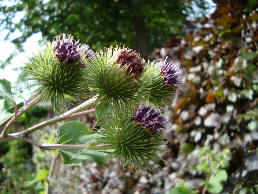 Healing Weeds: Burdock
