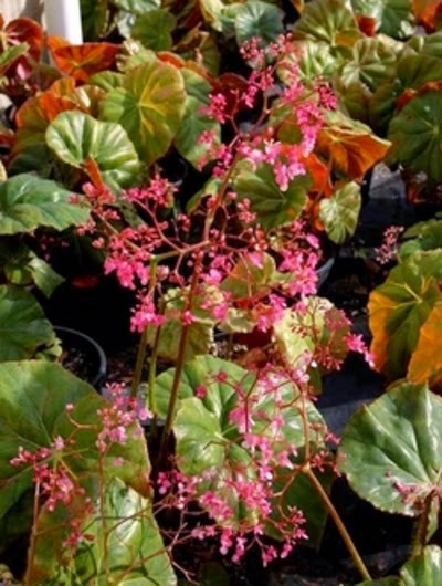 Всё о бегониях и не только...: Begonia 'Foxy Lady', Begonia 'Freddie ...