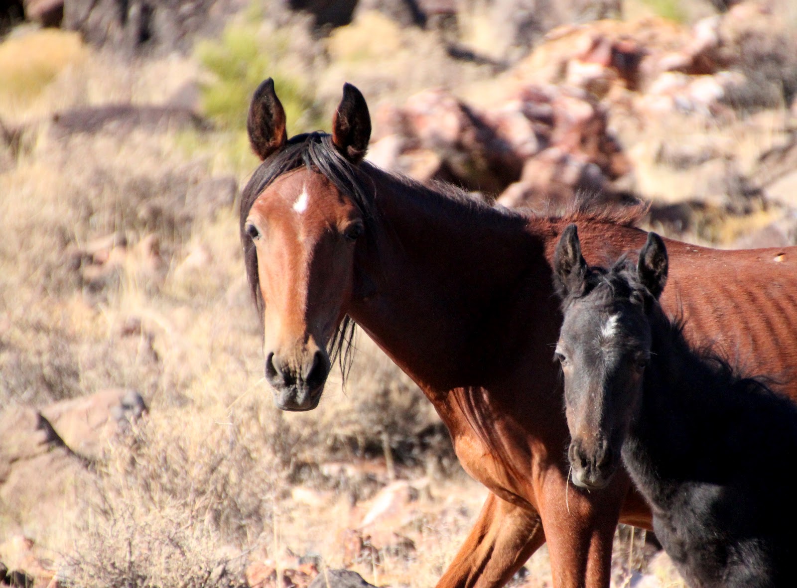 So I think I'm a photographer now...: Wild Mustangs Near Sparks (with ...