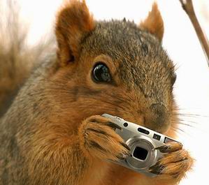 FOR MY LOVELY SOFIA & RAYYAN: tupai o tupai...