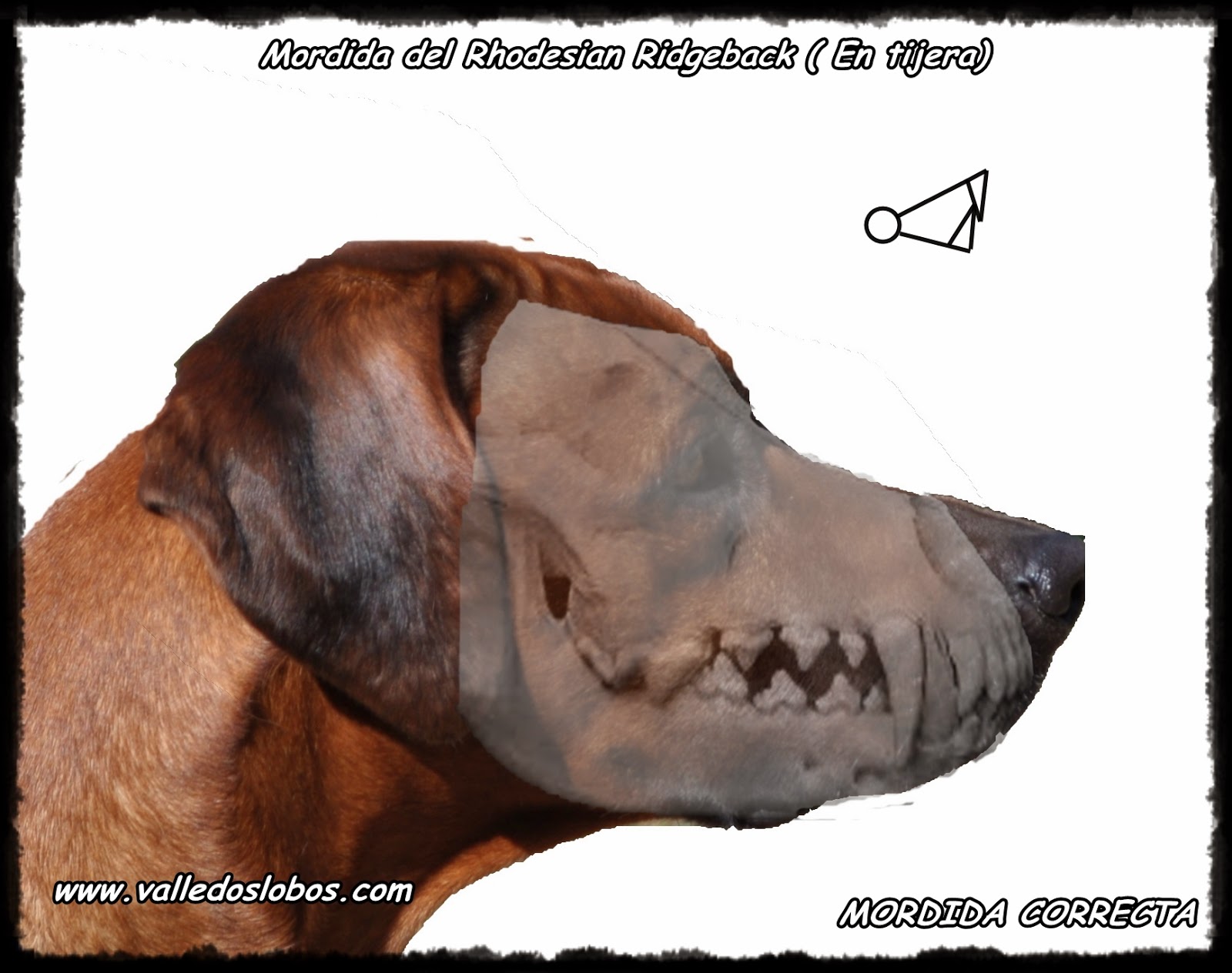 Rhodesian Ridgeback y Vizsla.VALLE DOS LOBOS.: LA MORDIDA EN EL ...