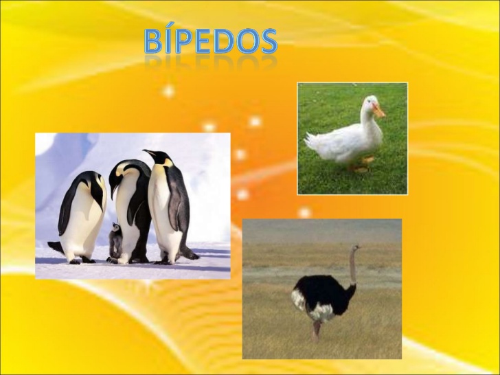 animales: ANIMALES BÍPEDOS