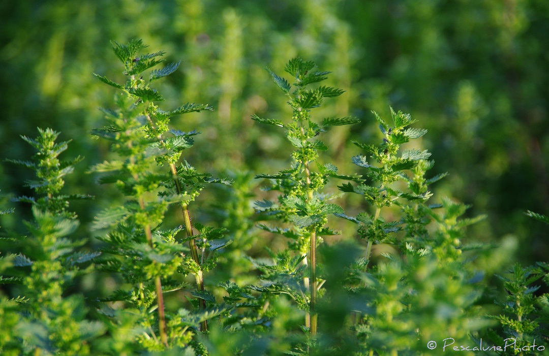 Flore de Camargue: Urtica urens, Petite ortie
