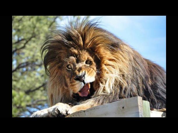 EMPREDEDORES EN INTERNET: EL LEÓN SIN MIEDO