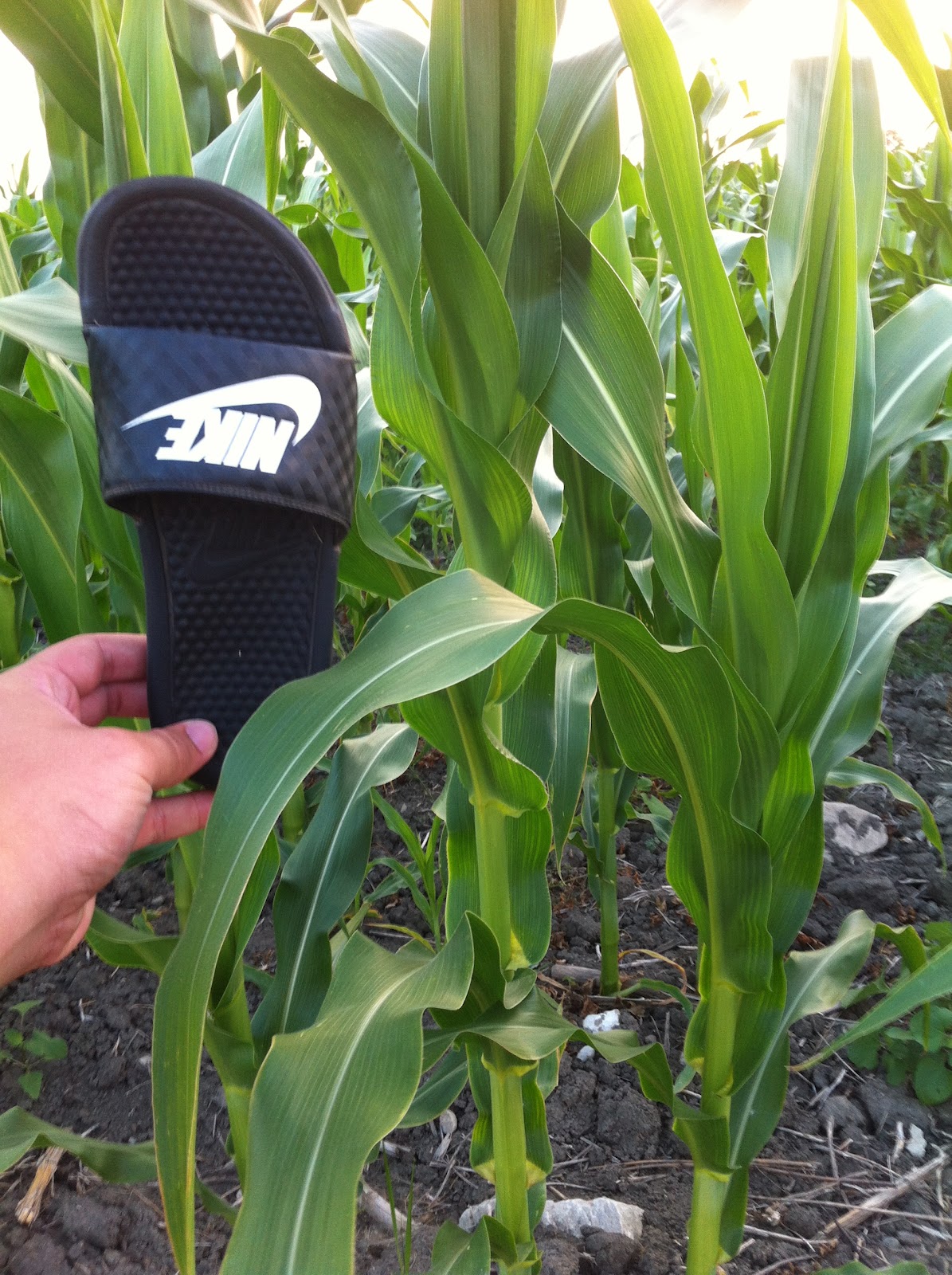 AP Bio Blog - 2012: 5 Pictures for Scavenger Hunt