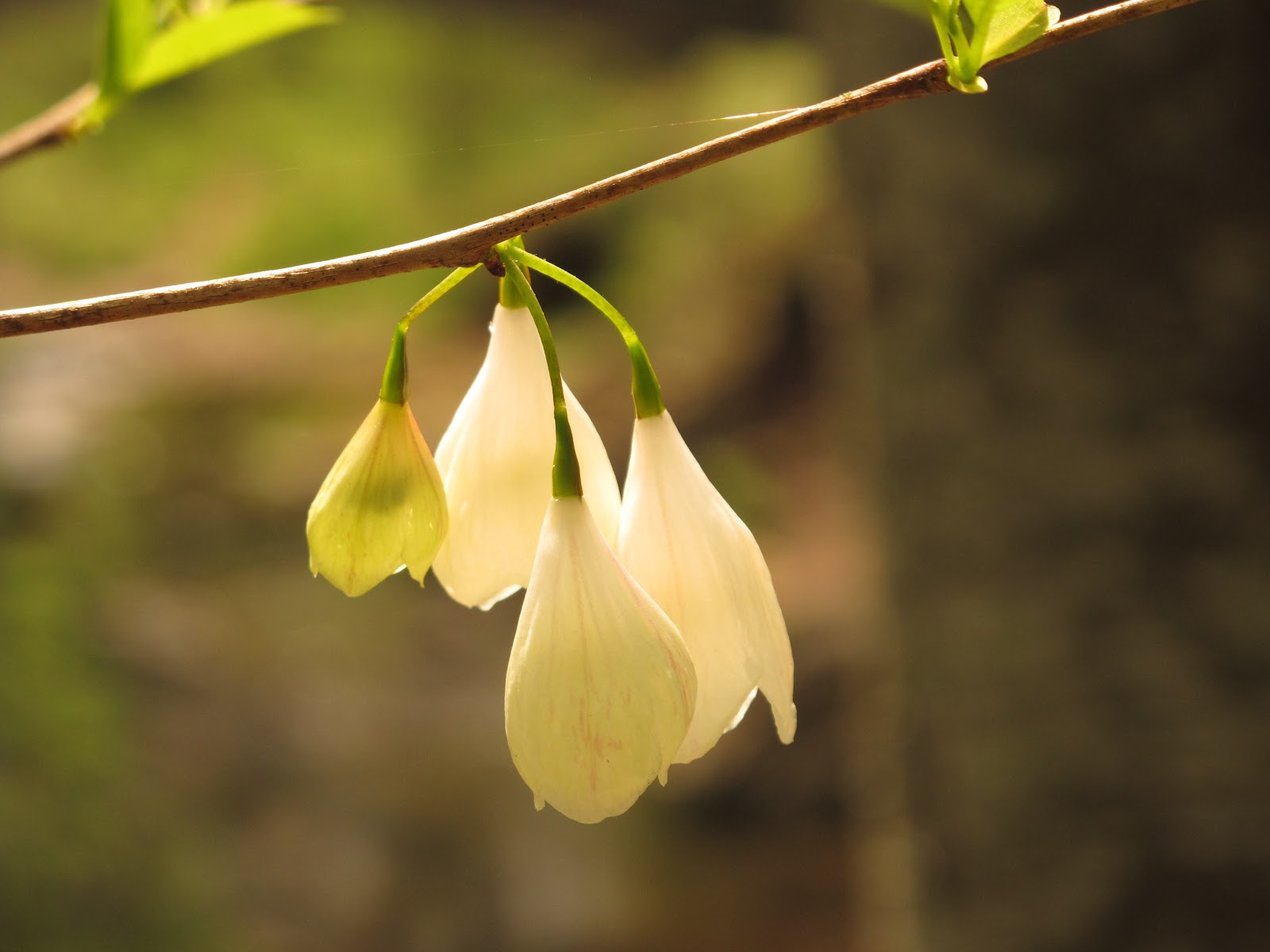 A Year With the Trees: Carolina Silverbell - Halesia carolina