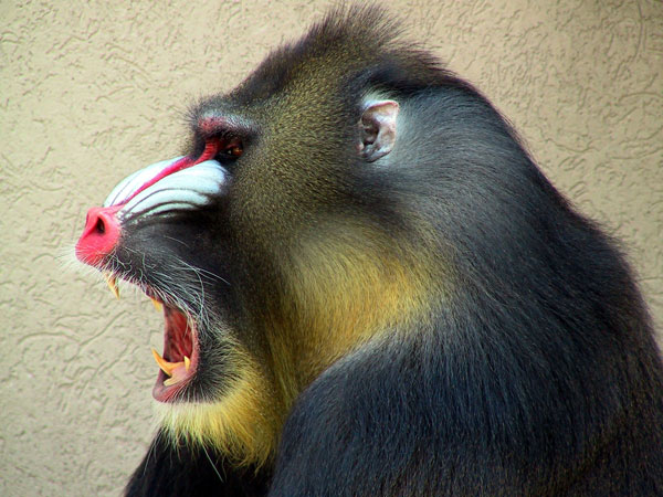 Zoo Animals: Mandrill