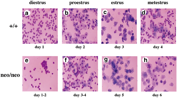Polni ciklus ženke i njegove faze ~ Panvet - moj veterinar
