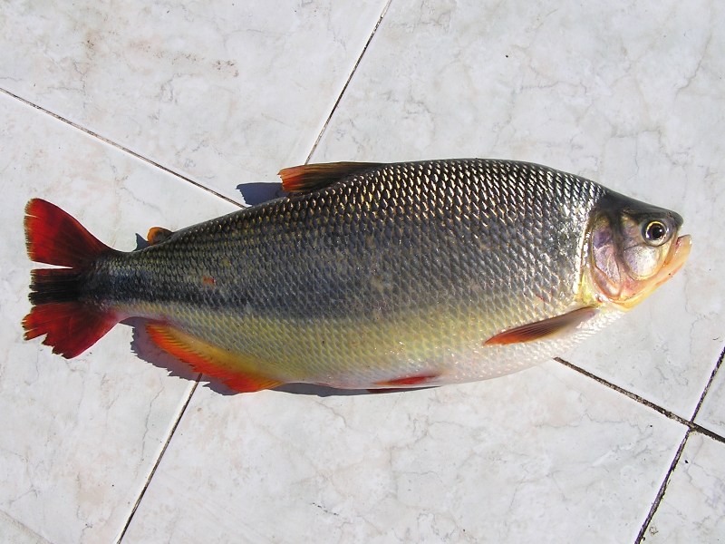 Artes de Pesca: VAMOS A PESCAR SABALETA