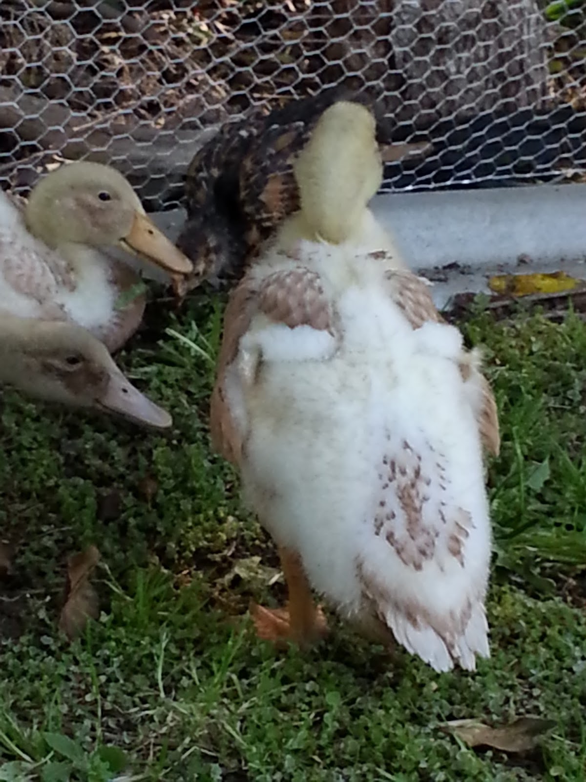 Cheeps and quackers: 20 weeks of Buff Orpington ducks