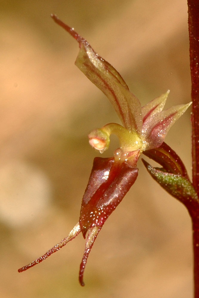 The Nature of Robertson: Orchids and Birds at Bullio