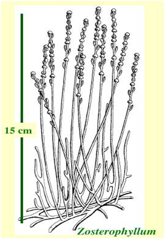 Caliptra: Pteridófitas ancestrais
