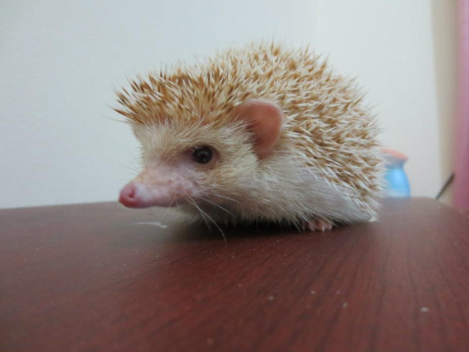 DUNIA FAUNA: Macam - Macam Landak Mini