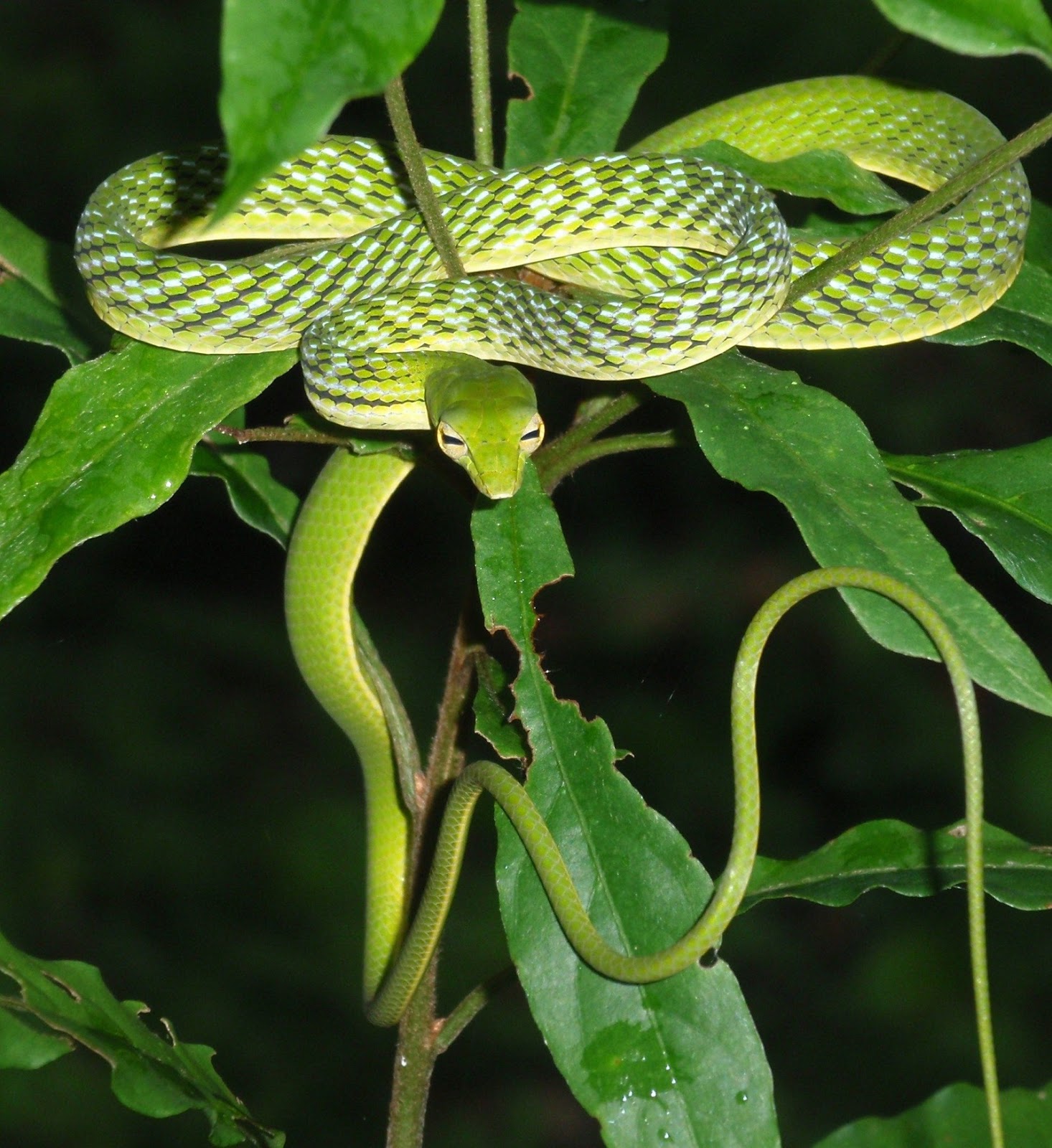 Real Monstrosities: Asian Vine Snake