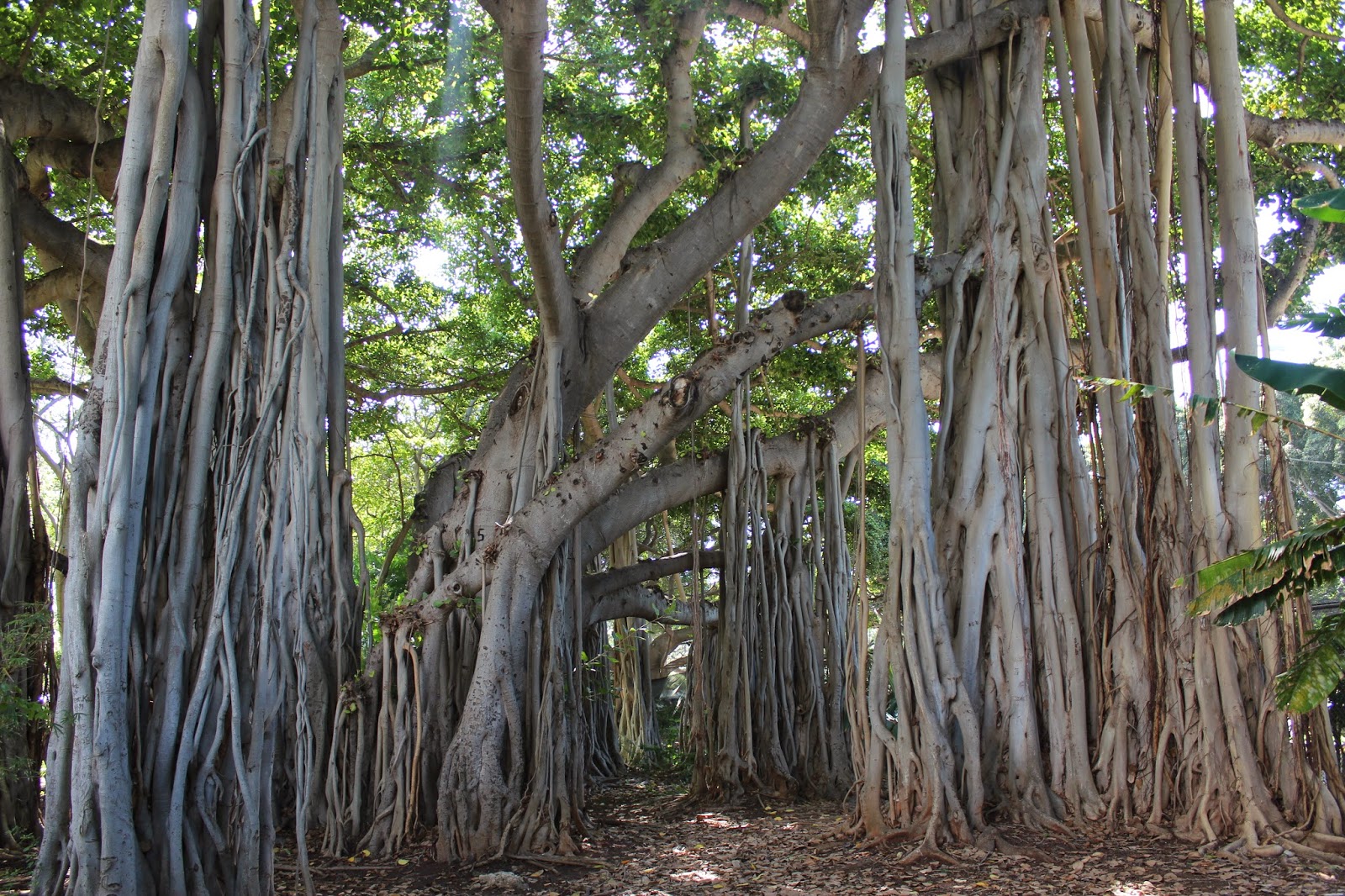Jen's Updates: Honolulu Zoo