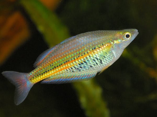 INDONESIAN FRESHWATER FISH COMMUNITY - IFFC: RAINBOW II