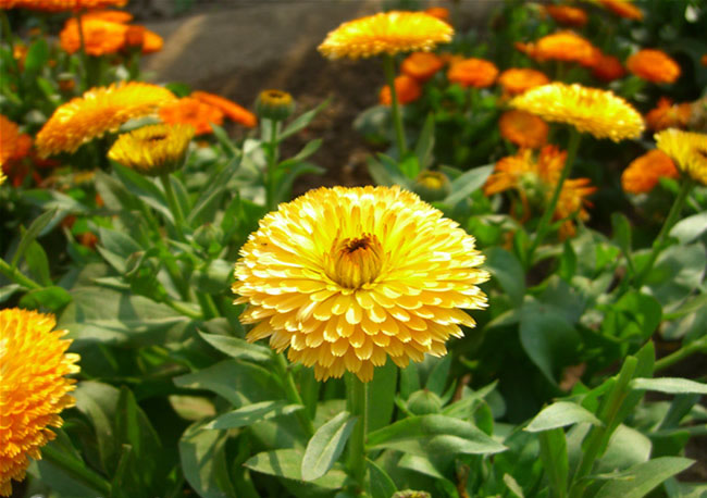 Calendula Flower Wallpaper