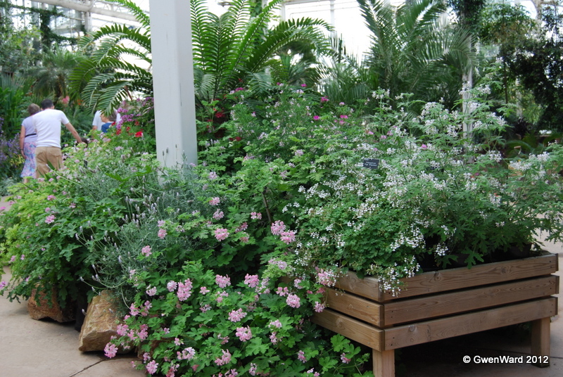 PERFECT PELARGONIUMS: Occold Shield - A Cascade pelargonium & a visit ...