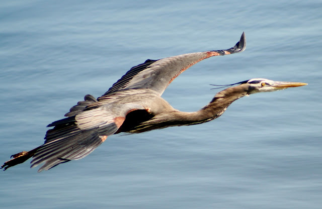 Bellas Aves de El Salvador: Ardea herodias (garza ceniza o azulada ...