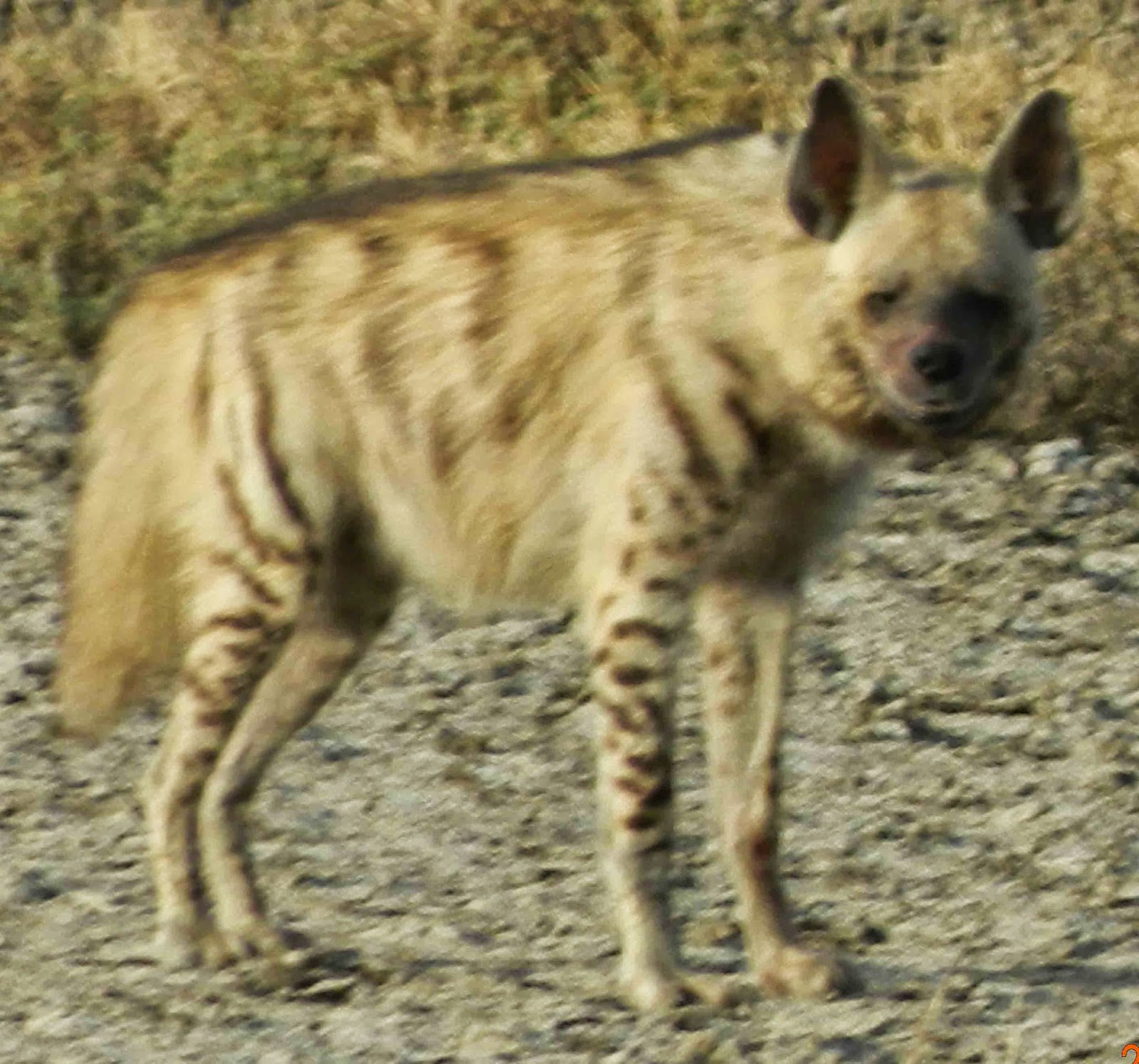 Mankawada: Gleaming Gujarat!!! - Gujarat Travel Guide