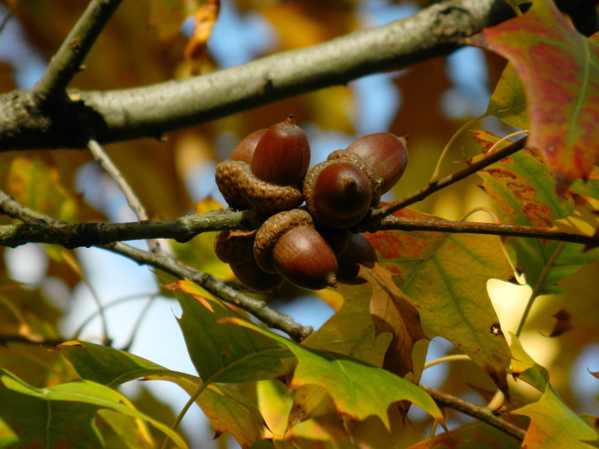 LA MULTI ANI, ROMANIA!: Ghinda printre frunze colorate de stejar