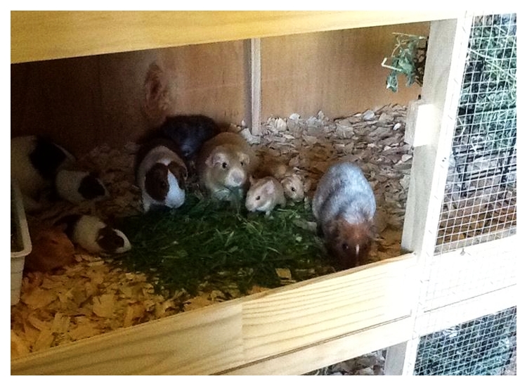My Cavy Kingdom: Newcomer Tips