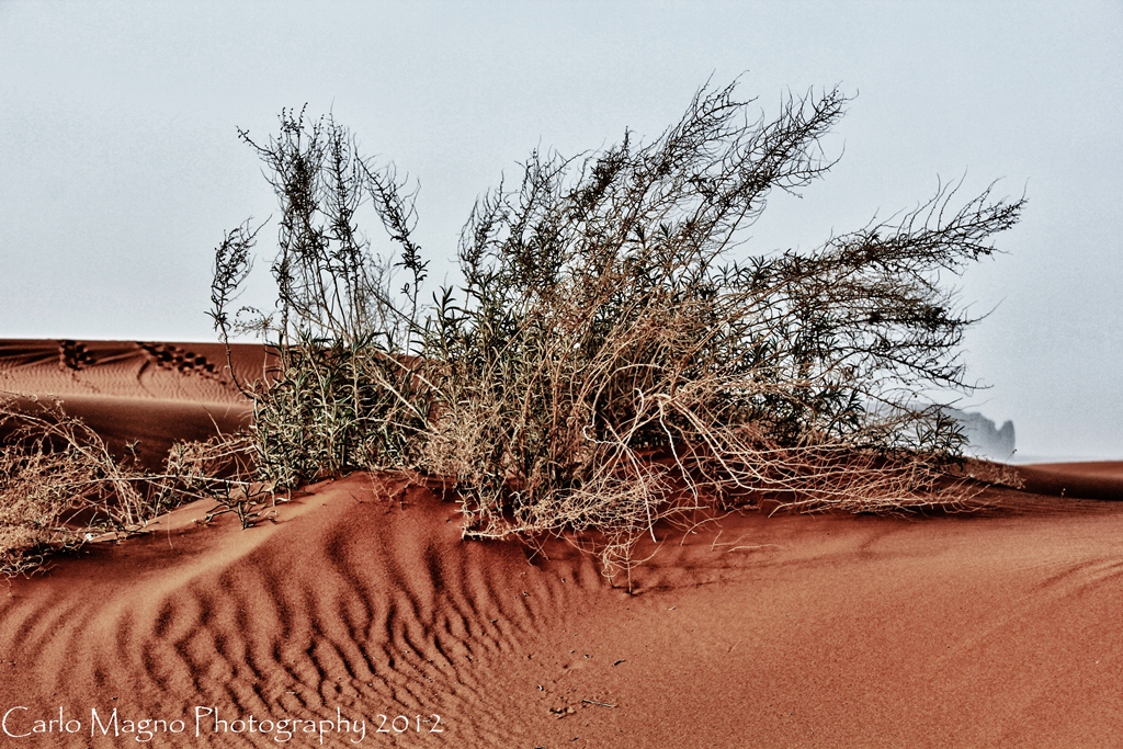 CARLO MAGNO PHOTOGRAPHY: Desert Shrubs
