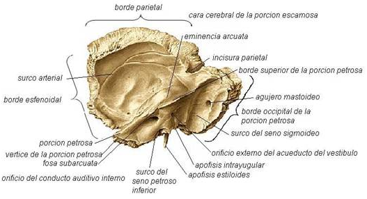 Anatomofisiología del Oído: Hueso Temporal ~ Audiología didáctica para ...