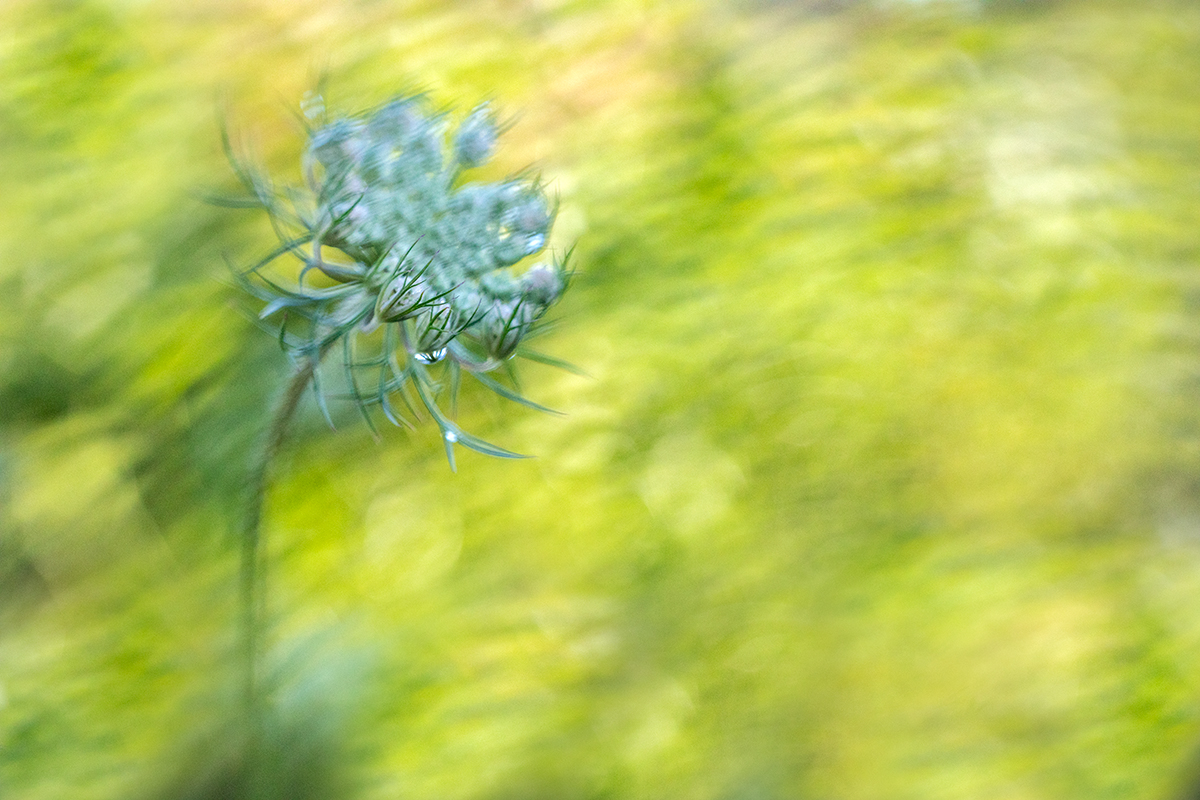 Kathleen Clemons Photography: Renewing the Magic With the Sol 45