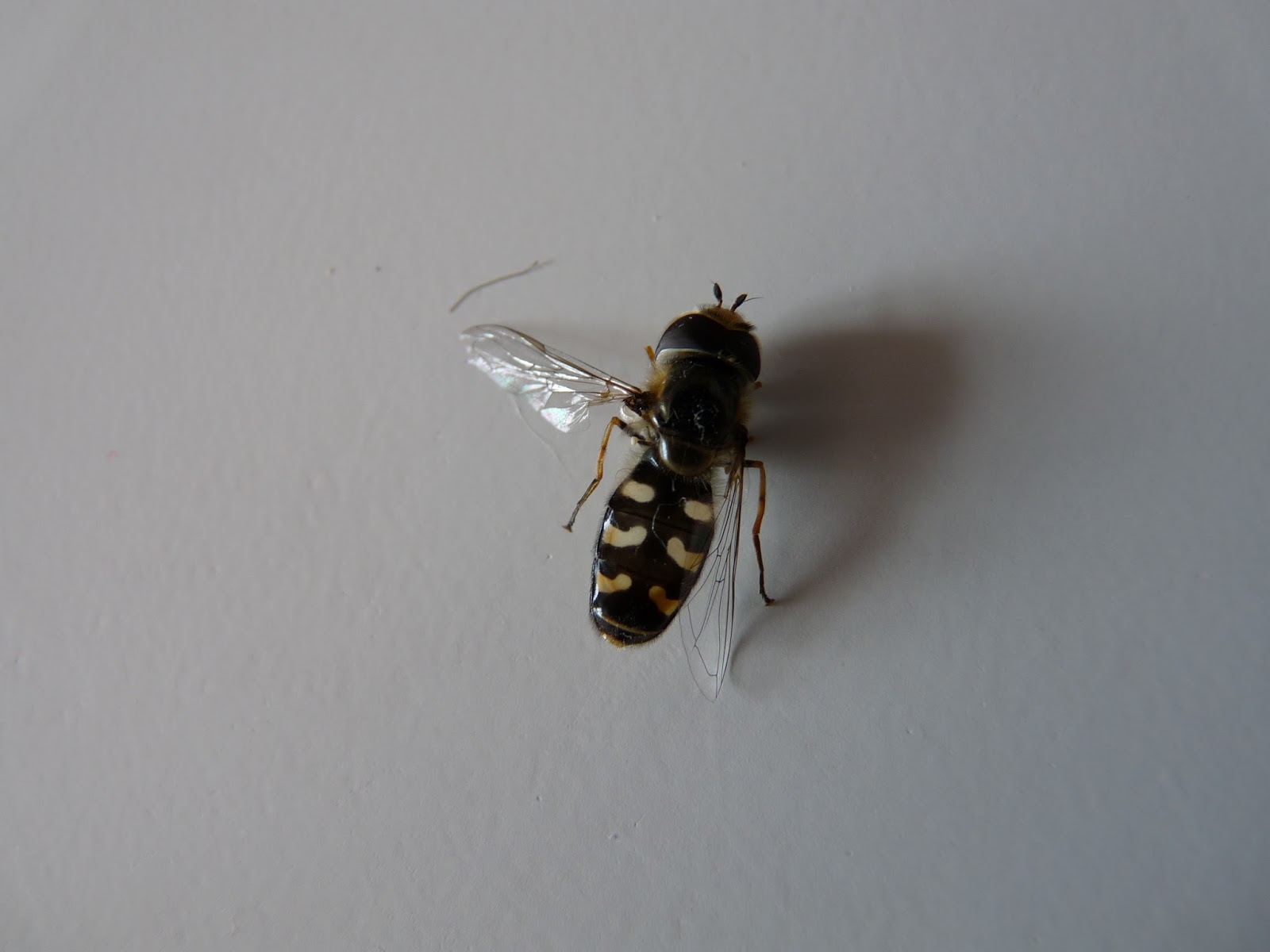 Northwest Norfolk Naturalists: Some recent insects