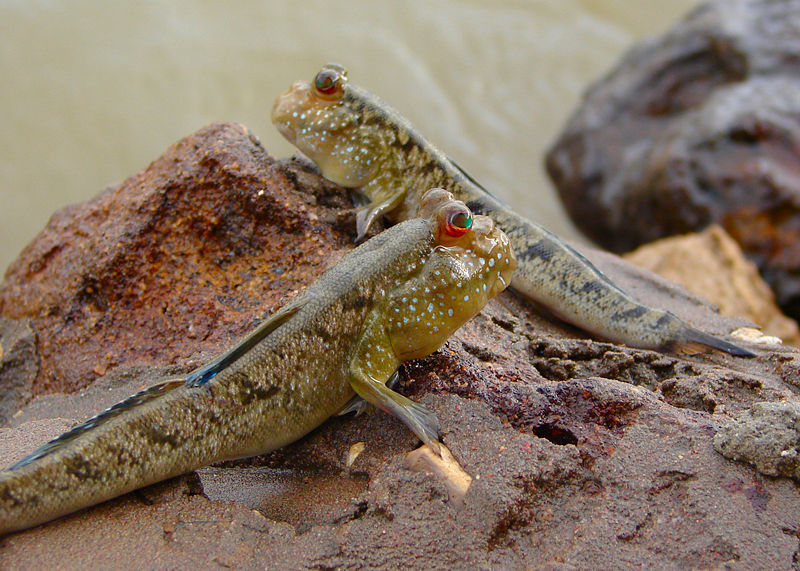 Zoo Volunteer: New series: Indian Dwarf Mudskipper