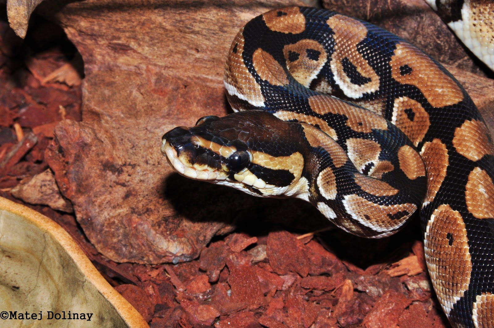 Evolutionary Vertebrate Zoology: Foto měsíce (Photo of the month)