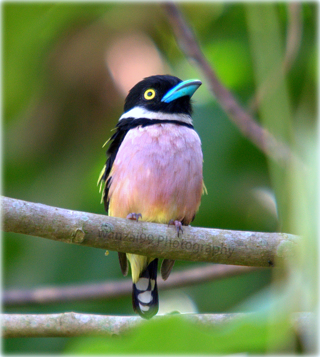 wanzai99 PHOTOGRAPHY: Burung Takau Hitam Kuning